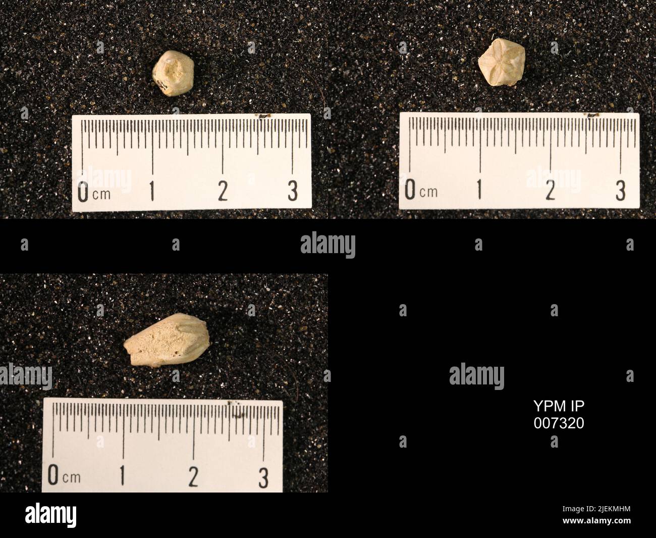 Troosticrinus ellipticus Shumard Stock Photo - Alamy