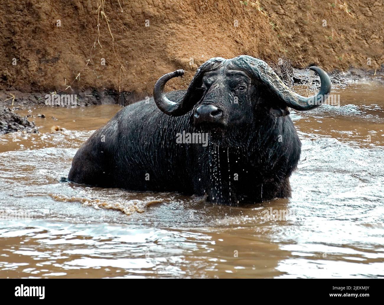 A huge African Buffalo (Syncerus caffer) takes a refershing bath in a ...