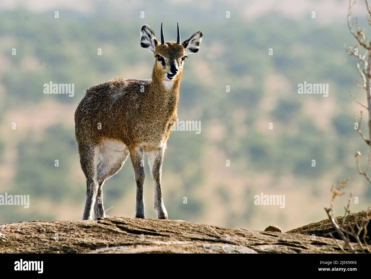 Klippspringer, Oreotragus oreotragus, from Lobo, Serengeti, Tanzania ...