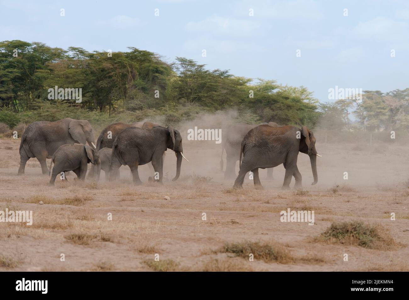 African elephants in amboseli hi-res stock photography and images - Alamy