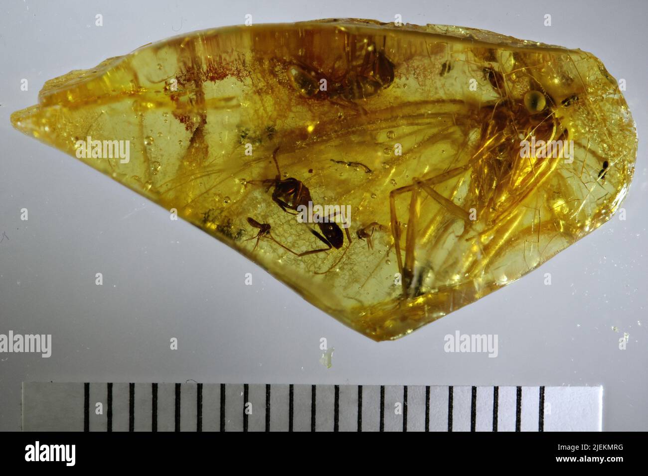 Insectfamily hi-res stock photography and images - Alamy