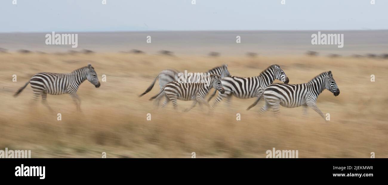 Zebras running hi-res stock photography and images - Alamy