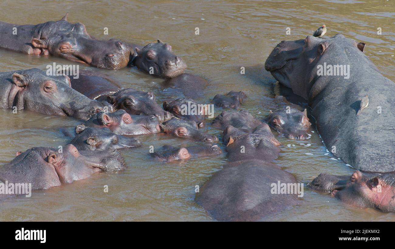 Hippos resting i Mara River, Kenya Stock Photo - Alamy