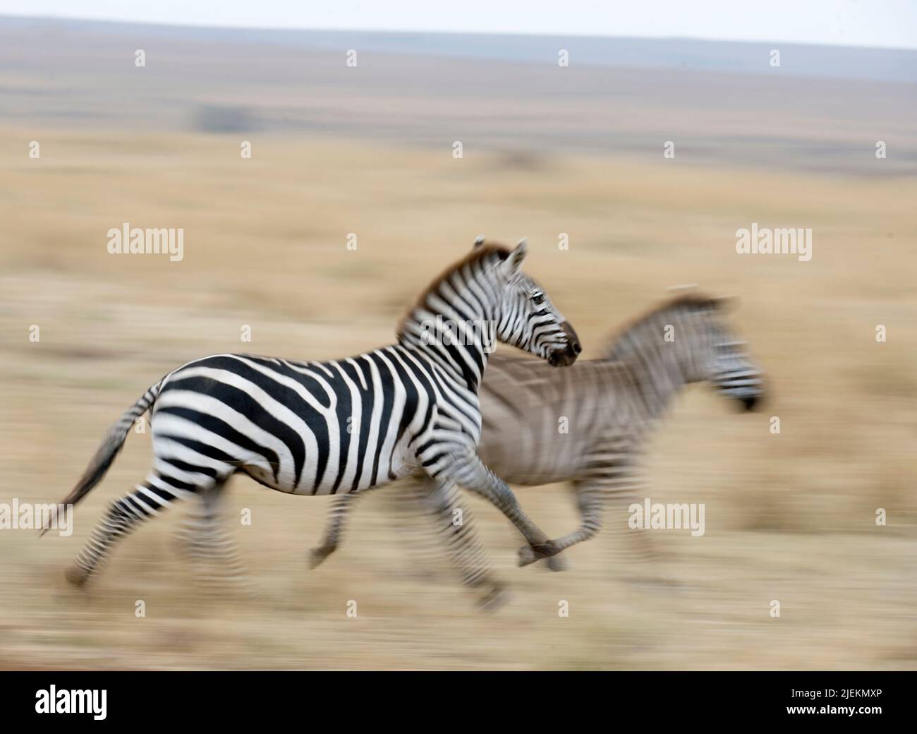 Zebra Running Fast