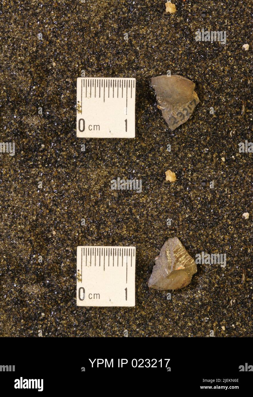 Scaphitidae animalia hi-res stock photography and images - Alamy