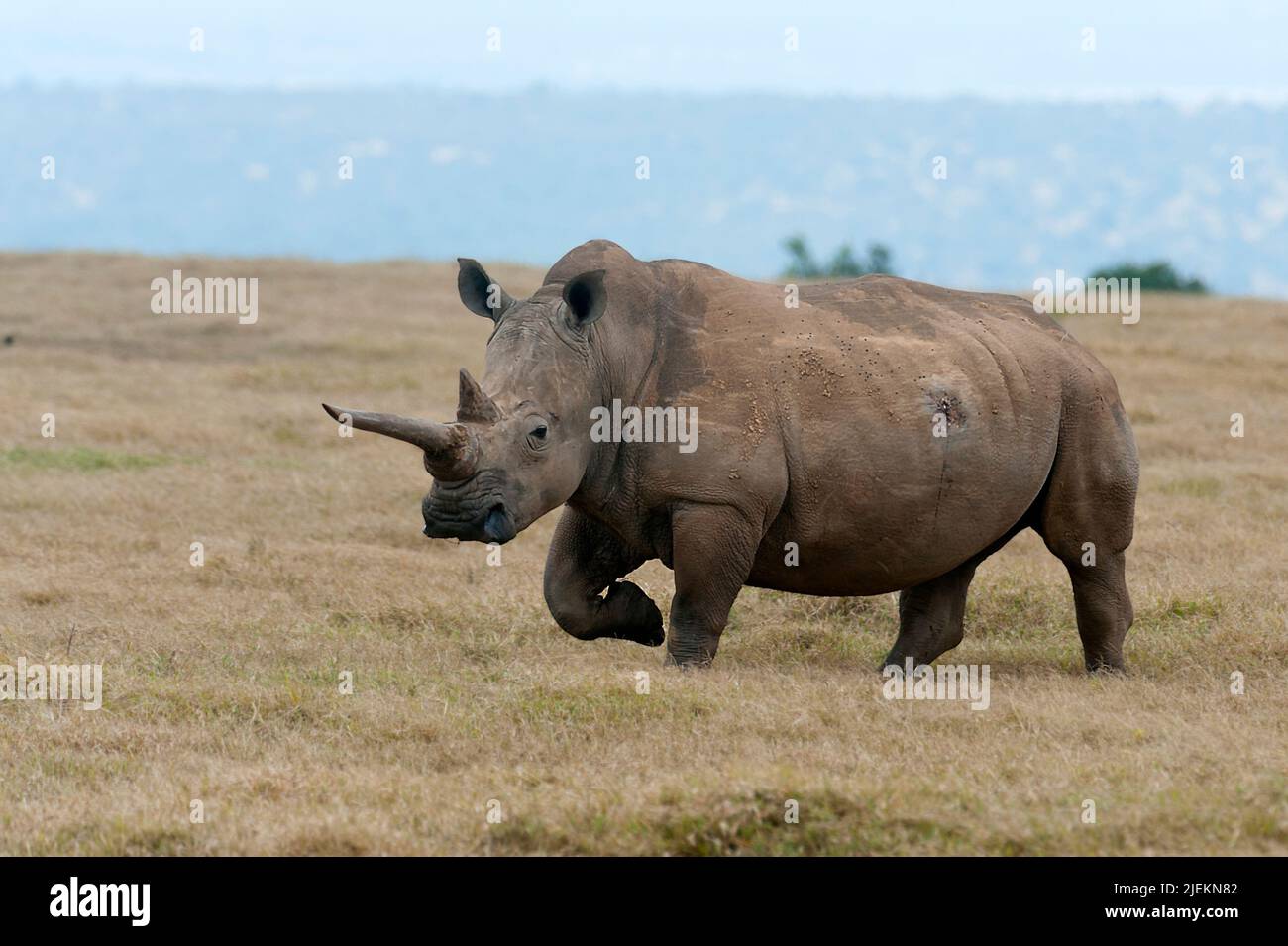 A white rhino (Ceratotherium simum) with a very long horn in Solio ...