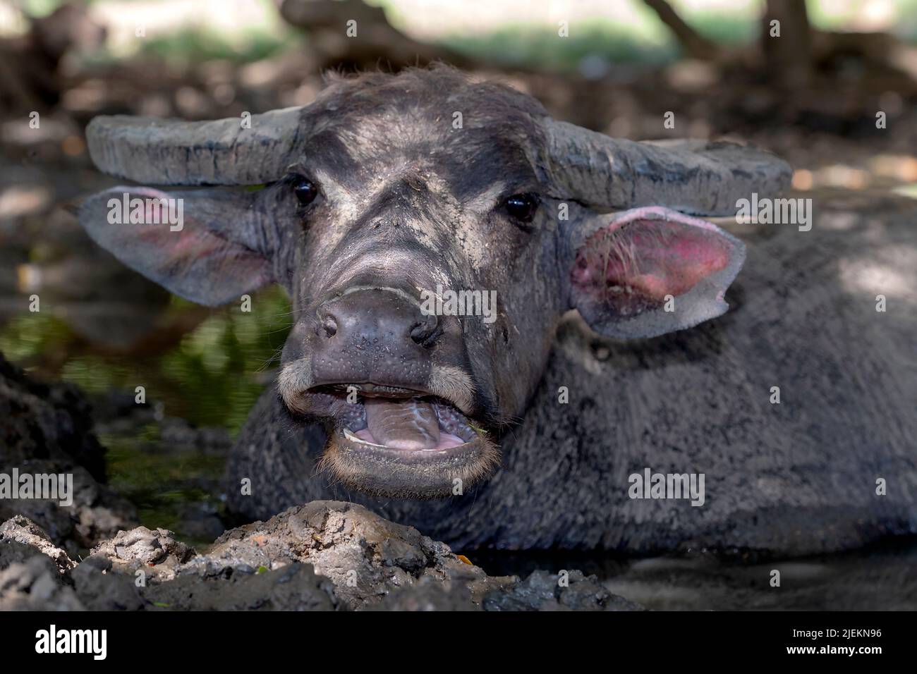 Close up of a water buffalo (Bubalus bubalis) taking a mud bath at ...