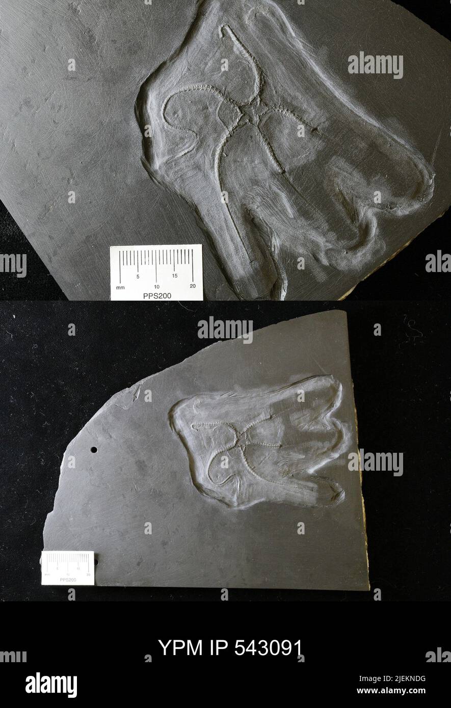 Furcaster palaeozoicus Sturtz Stock Photo - Alamy