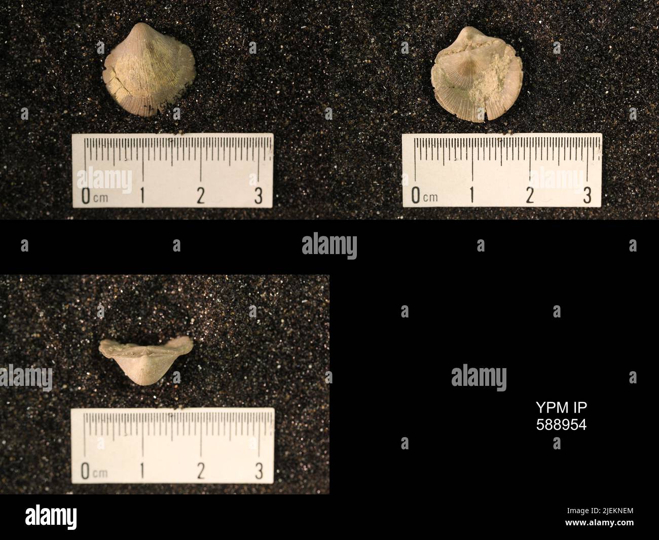 Dalmanella wisbyensis animalia hi-res stock photography and images - Alamy