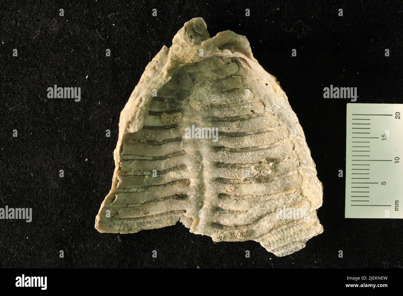 Leptodus nobilis americanus Girty Stock Photo - Alamy