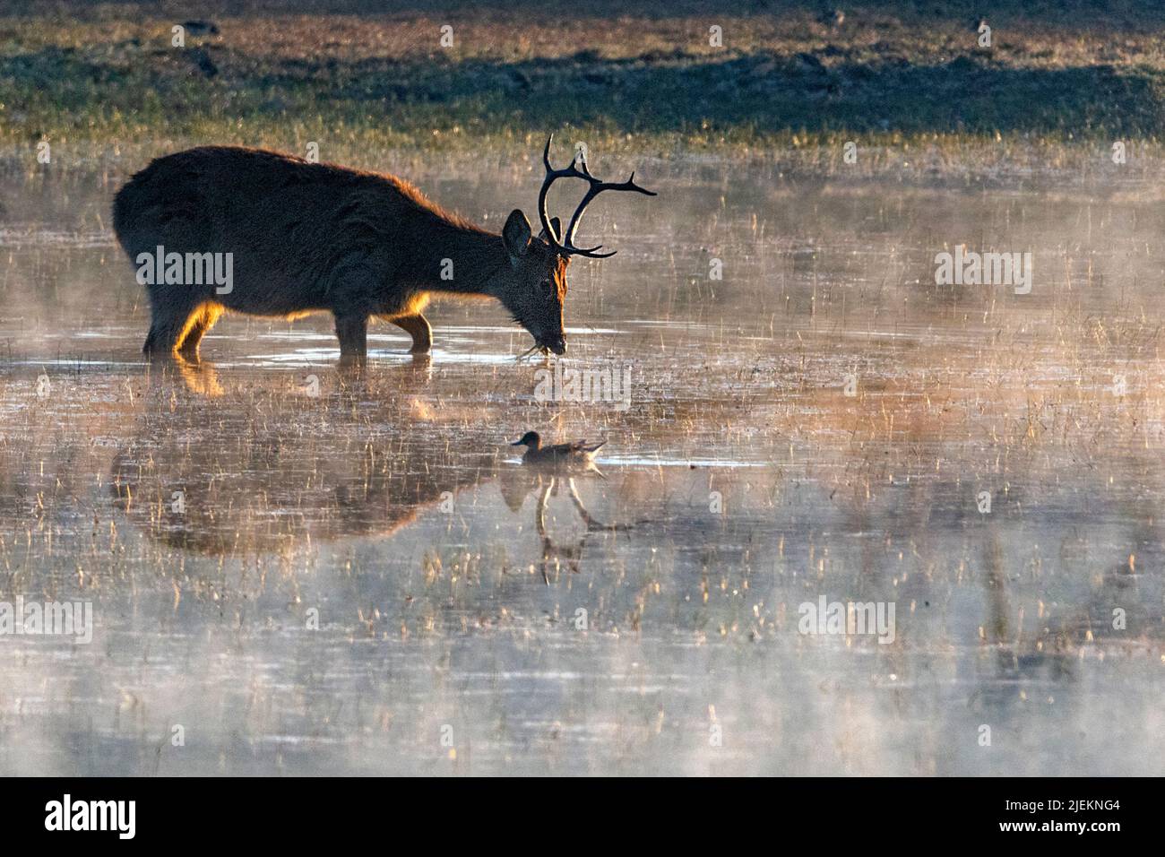 Swamp deer, also known as baraginga (Rucervus duvaucelii, male) feeding ...
