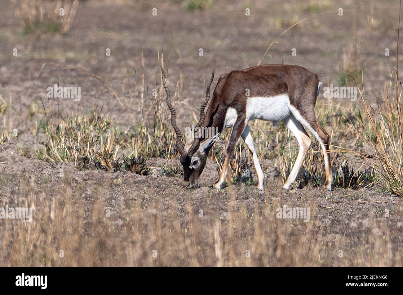 Male of blackbuck (Antilope cervicapra) from Kanha National Park ...