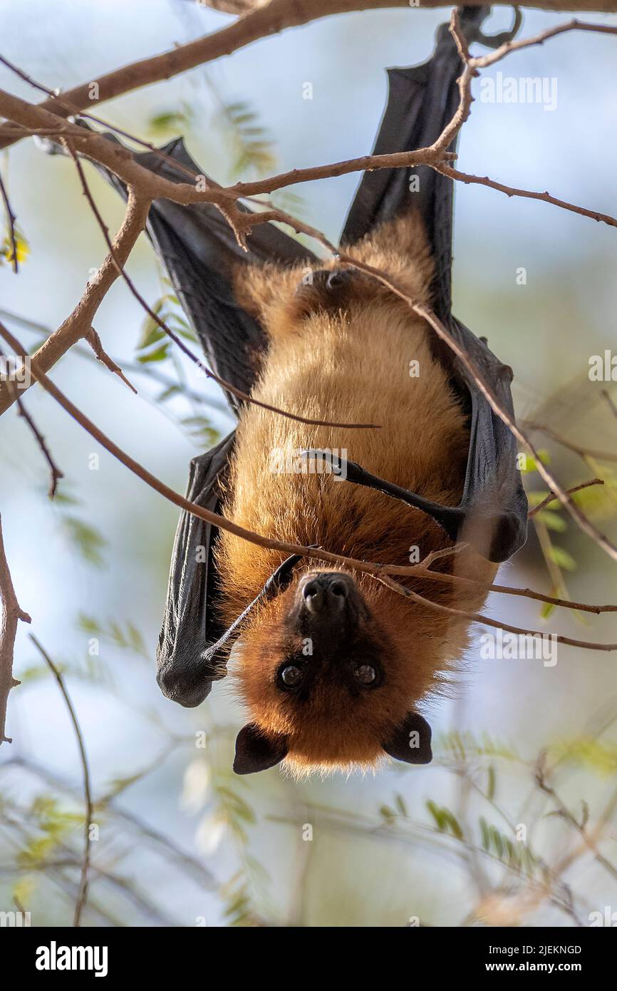 Indian flying fox (Pteropus giganteus) resting in a tree during day ...