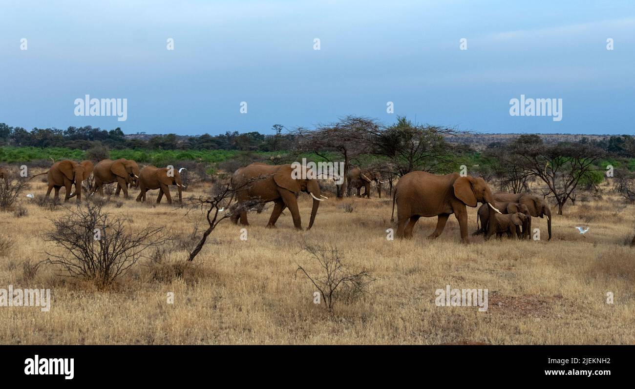 Elepghants on the move in Samburu National Reserve, kenya Stock Photo ...