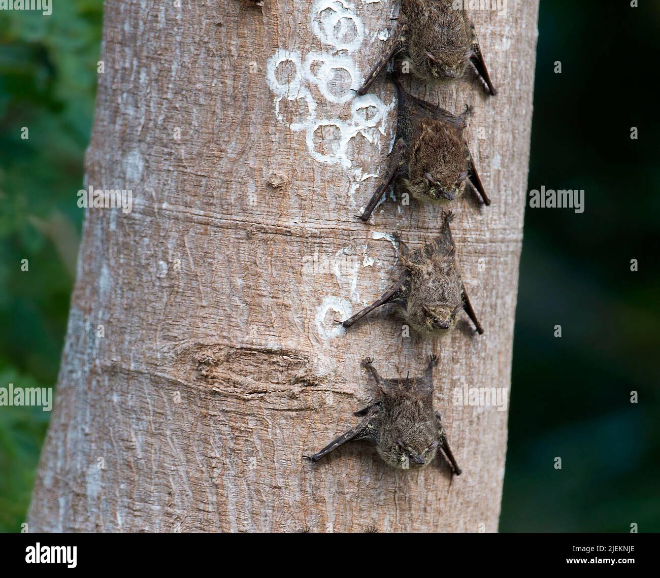 Proboscis bats (Rhynchonycteris naso) from Cristalino River, the Amazon ...