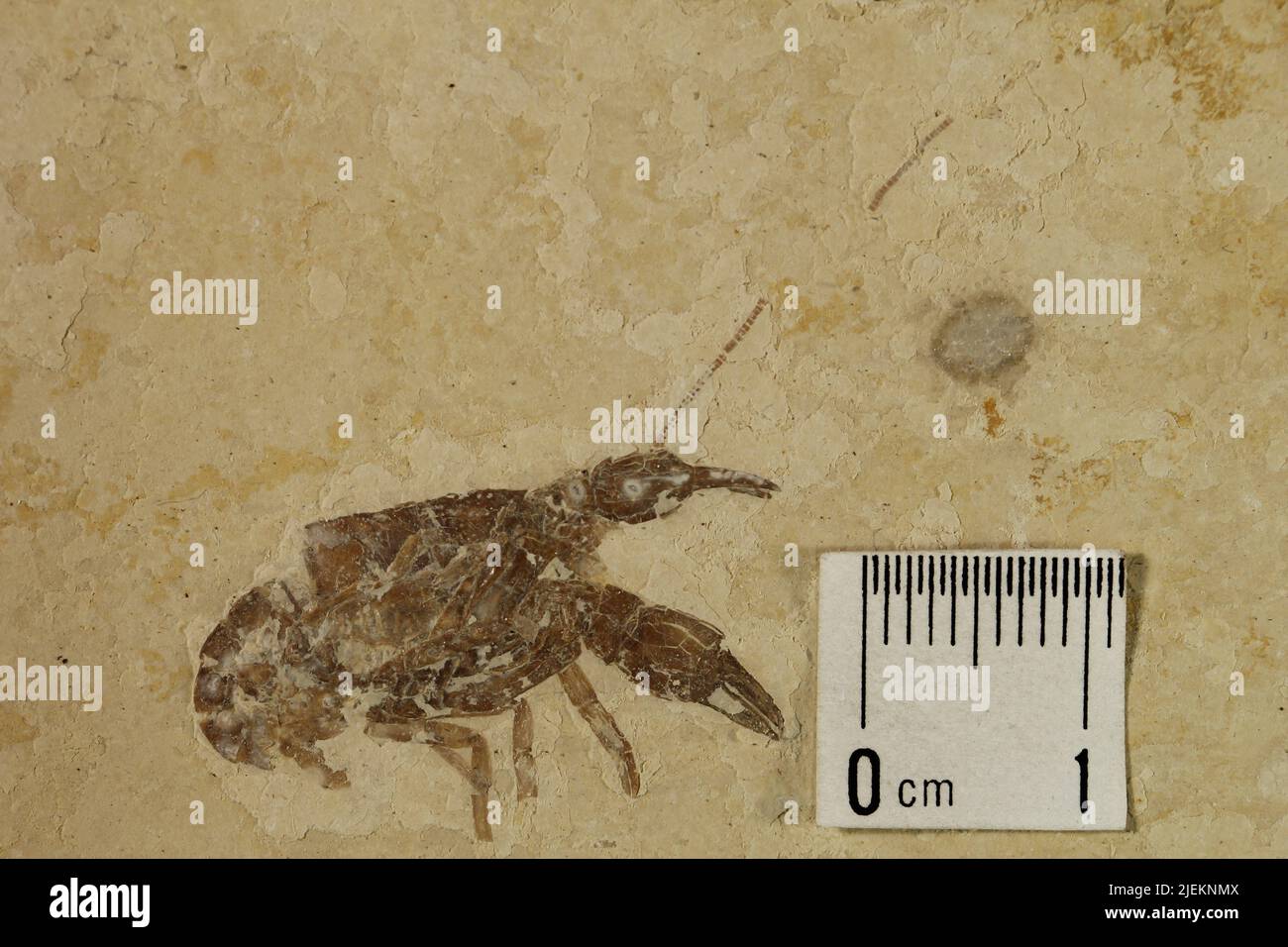 Eryma hi-res stock photography and images - Alamy