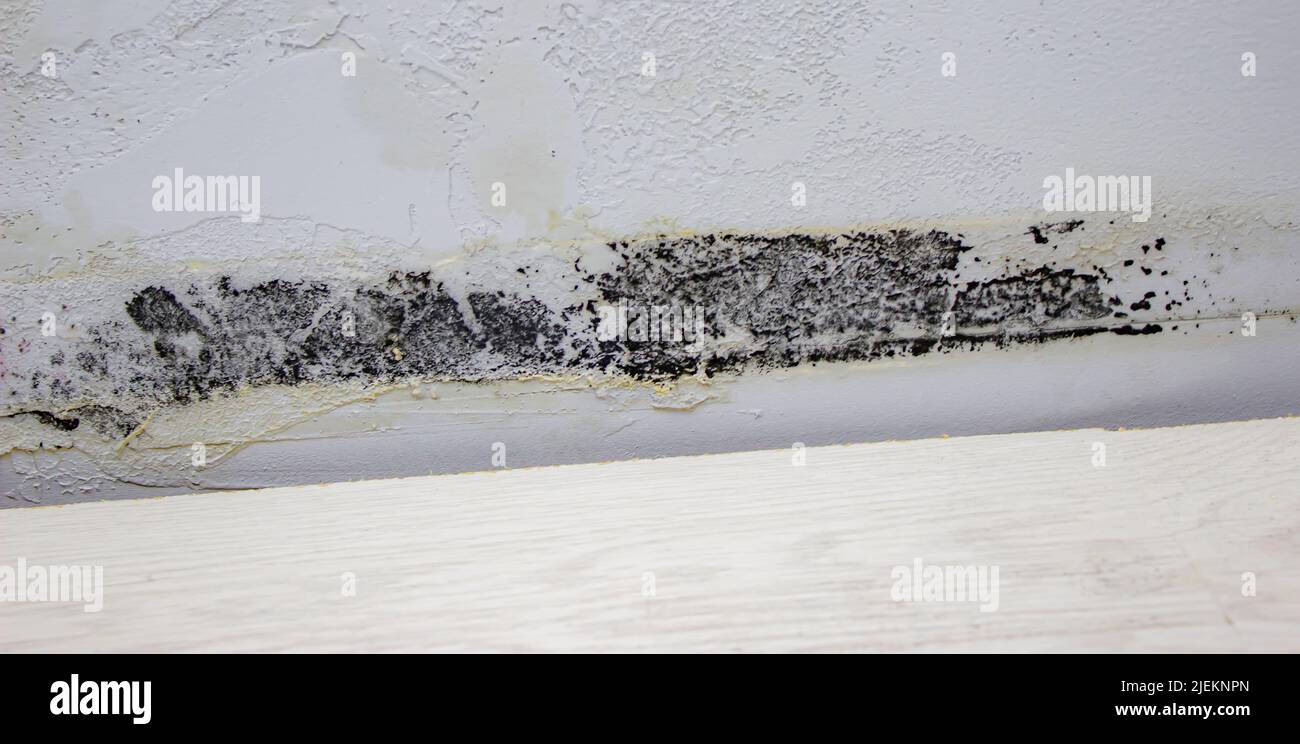 black mold on the wall. Fungus on the wall after the flooding of the ...