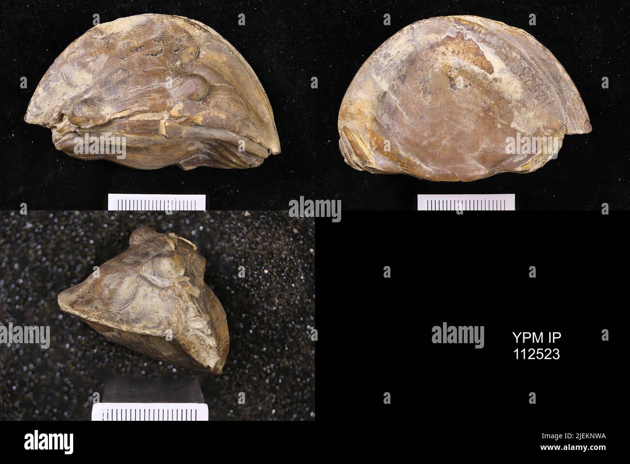 Isotelus hi-res stock photography and images - Alamy