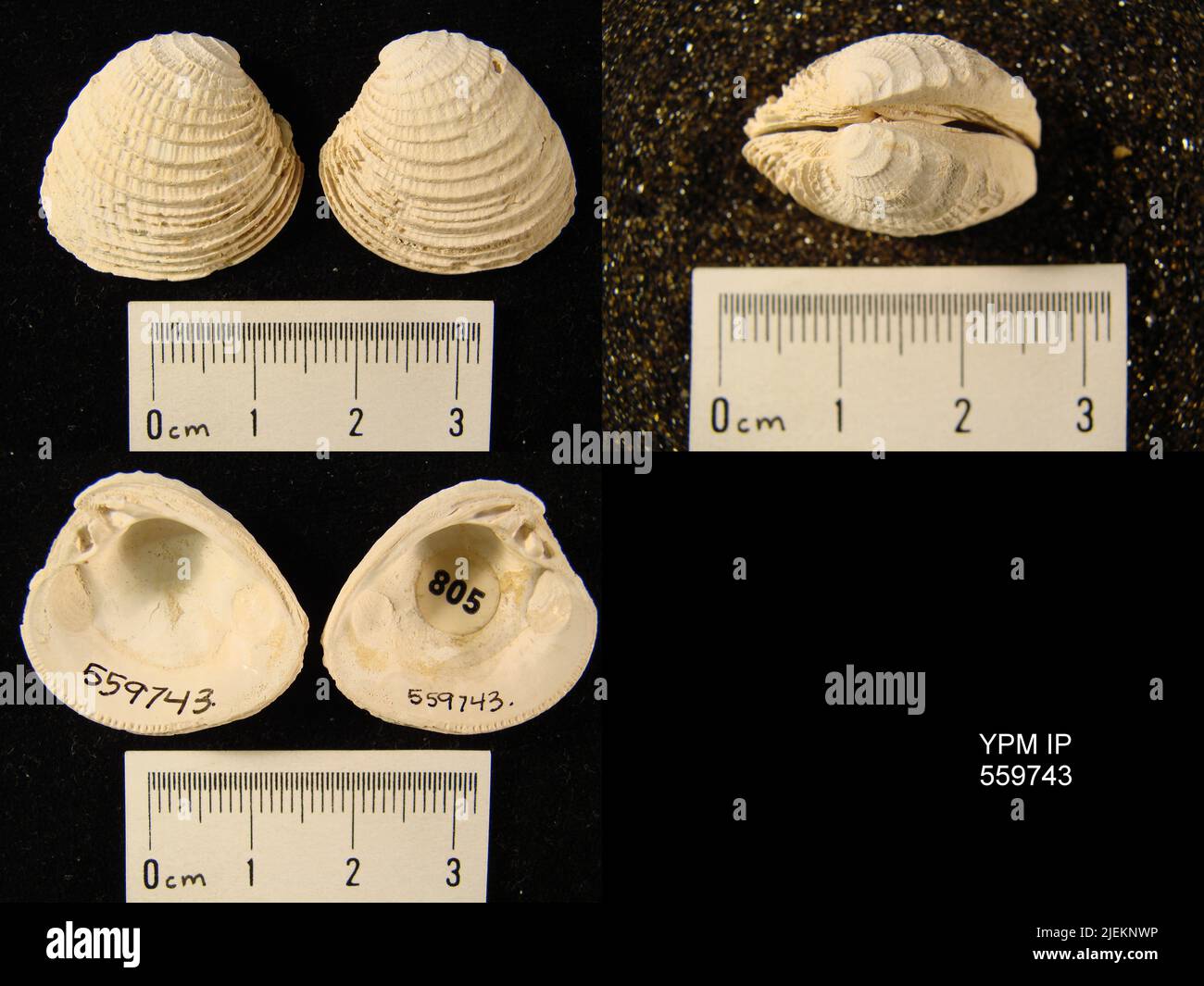 Chione cancellata linnaeus hi-res stock photography and images - Alamy