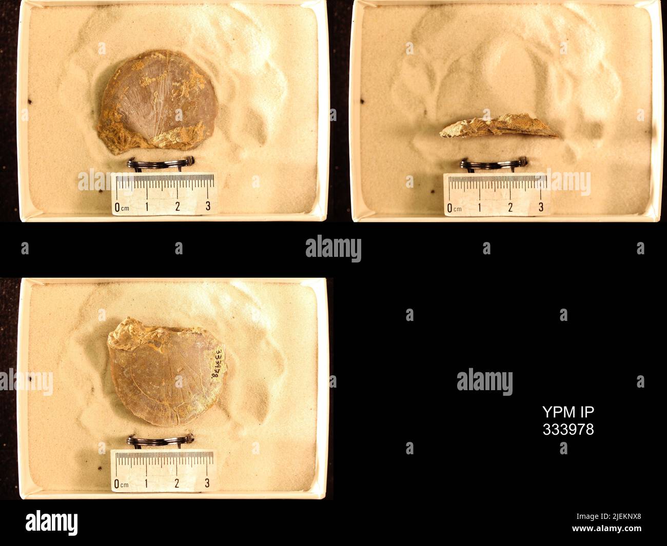 1838 animalia hi-res stock photography and images - Alamy