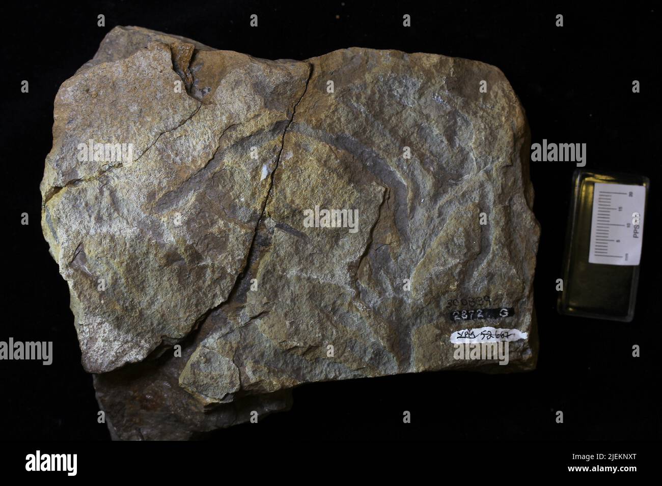 Chondrites hi-res stock photography and images - Alamy