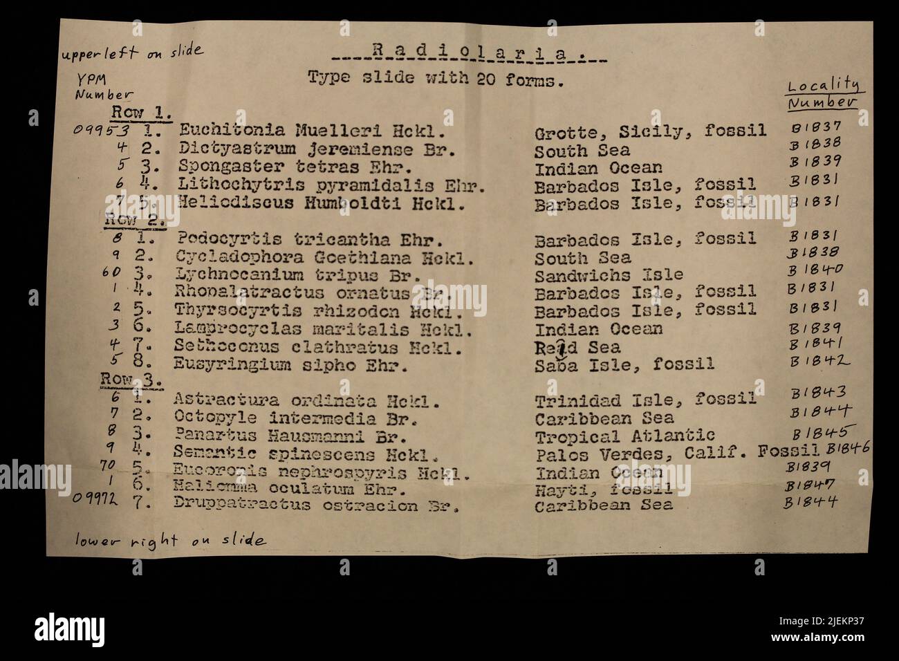 Semantis spinescens Haeckel Stock Photo - Alamy