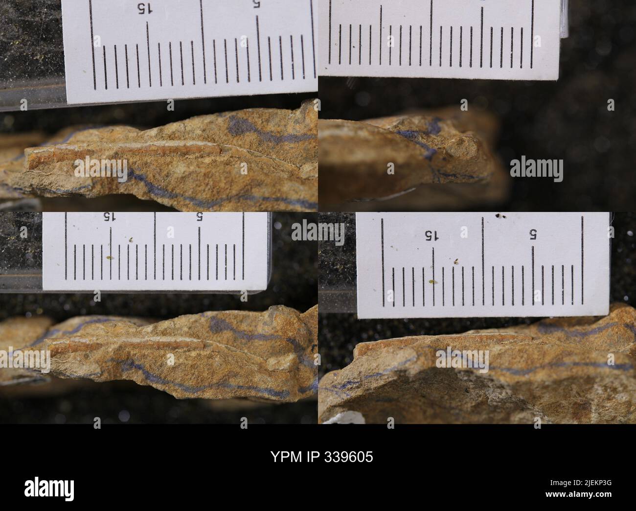 Dentalium shells hi-res stock photography and images - Alamy