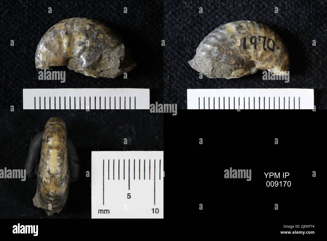 Goniophyllum pyramidale hisinger animalia hi-res stock photography and ...