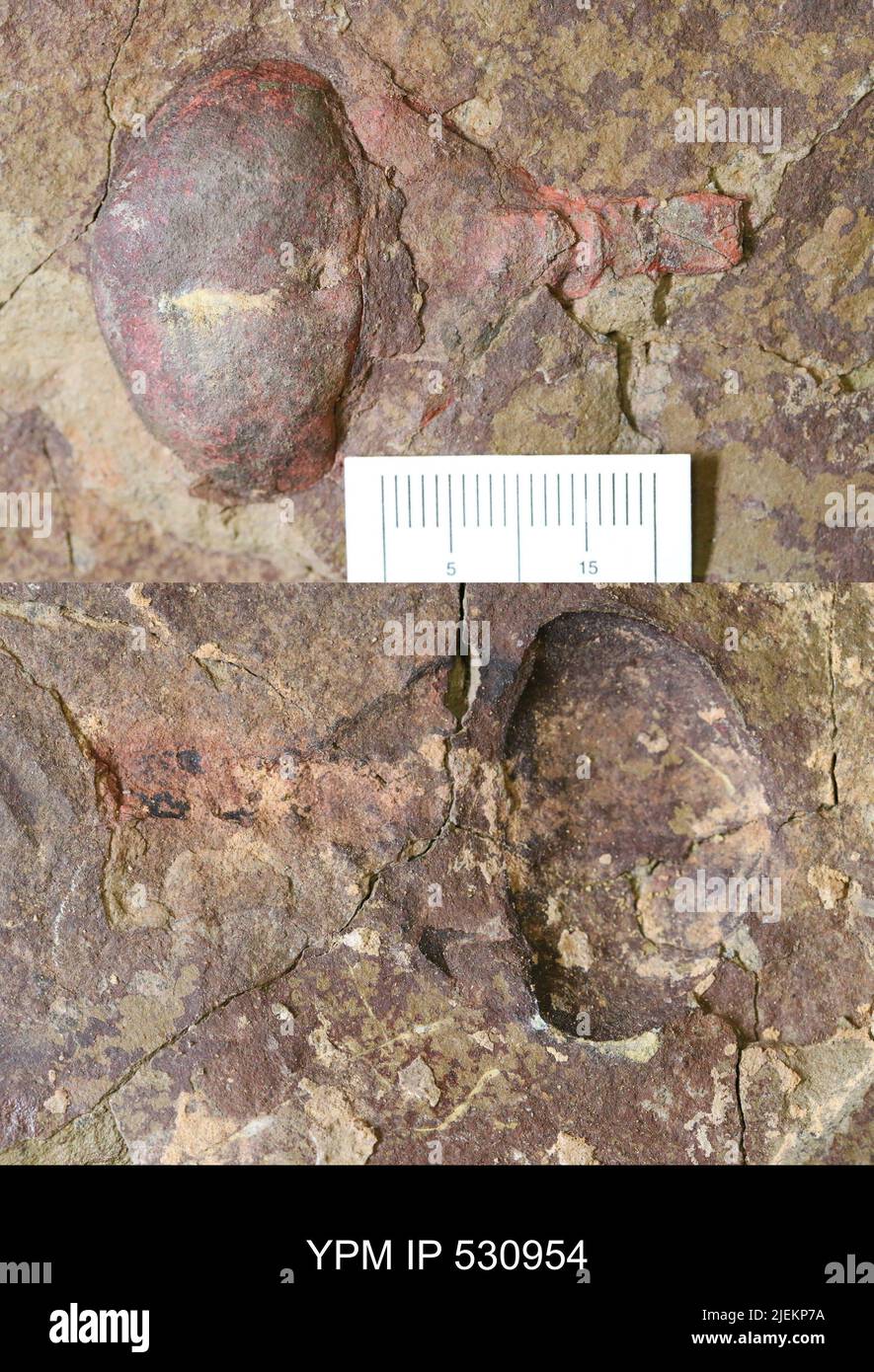 Xiphosurida hi-res stock photography and images - Alamy