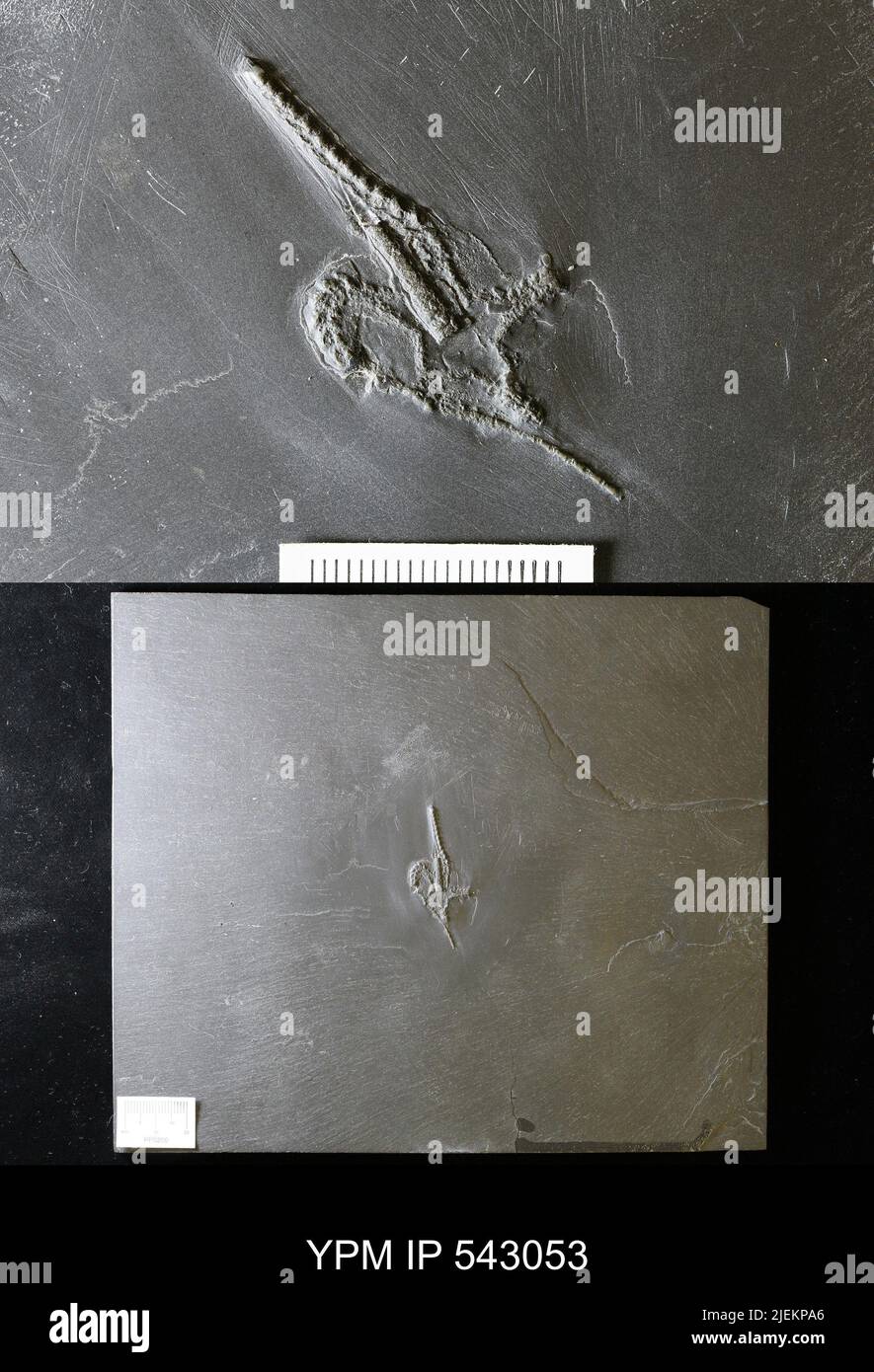 Furcaster palaeozoicus Sturtz Stock Photo - Alamy