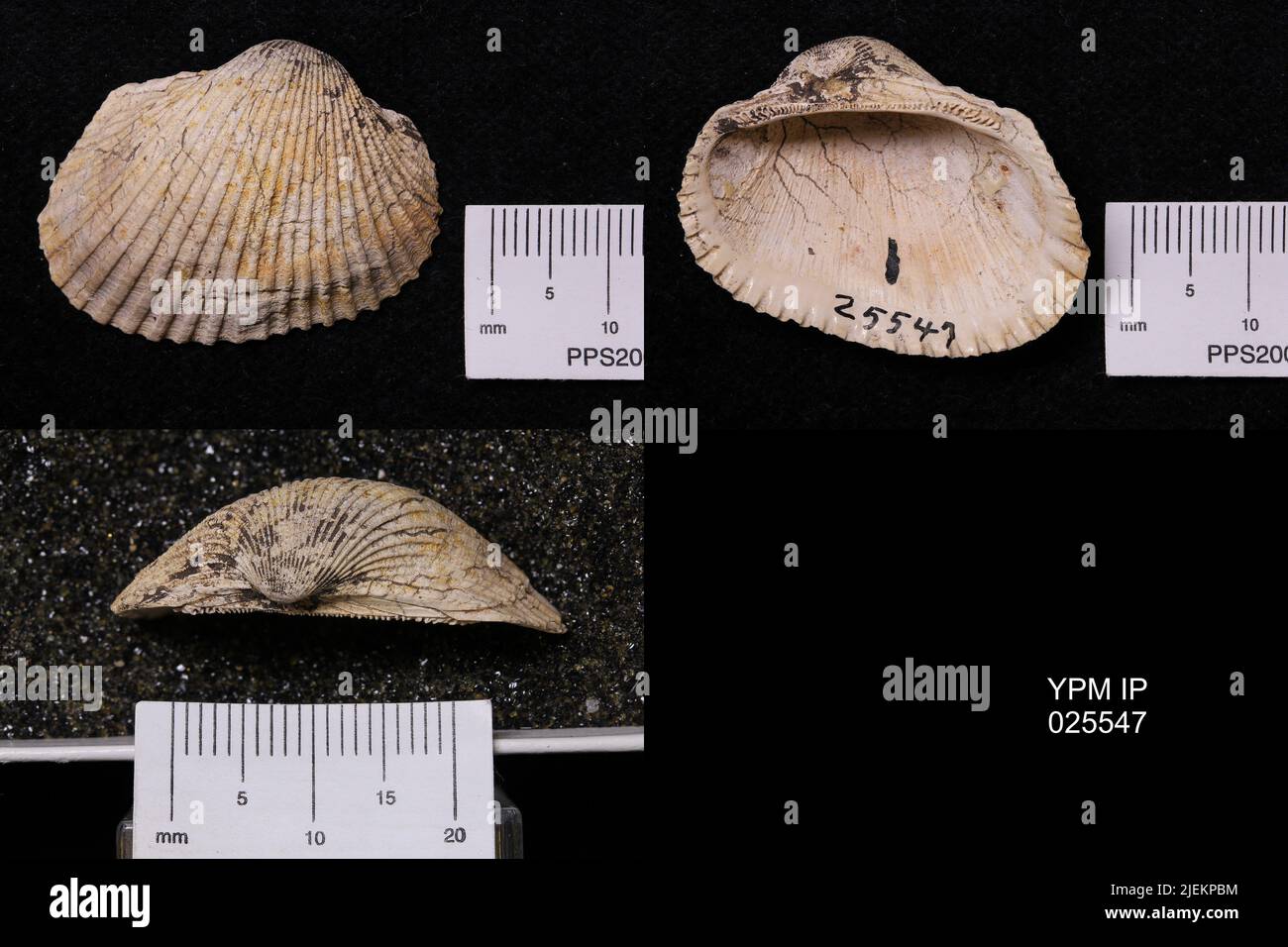 Arca sp animalia hi-res stock photography and images - Alamy