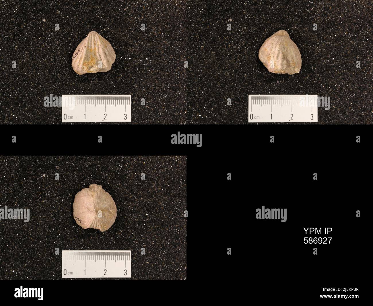 Capax hi-res stock photography and images - Alamy