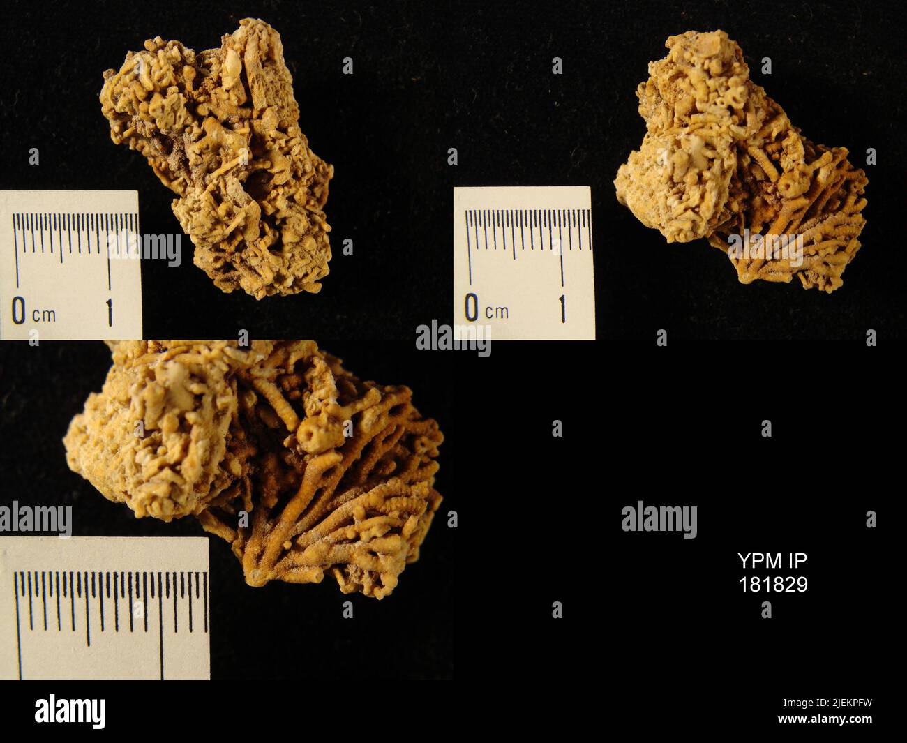 Rhizopterion cervicornis Goldfuss Stock Photo - Alamy