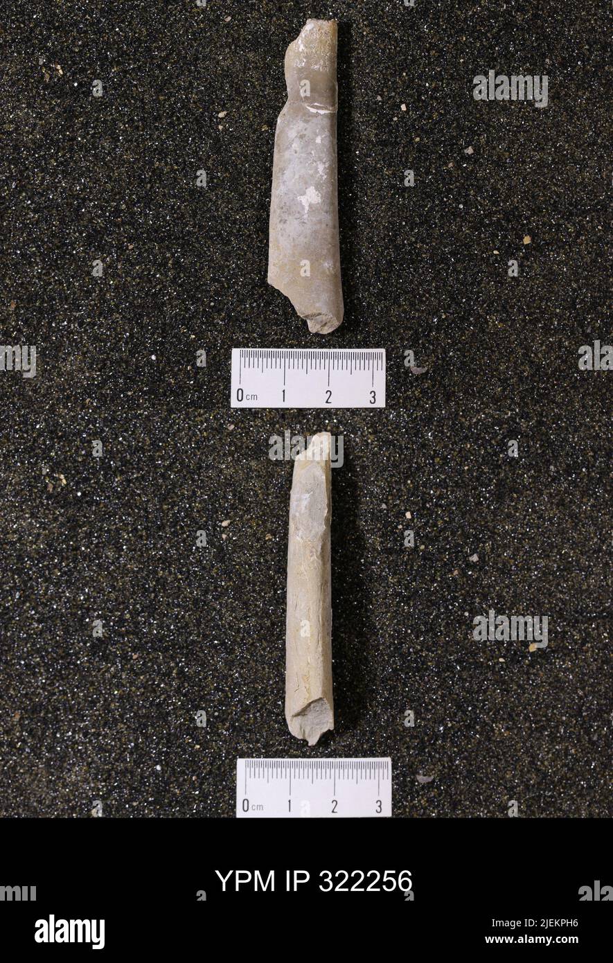 Baculites sp animalia hi-res stock photography and images - Alamy