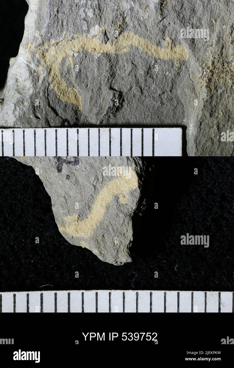 Ichnofossils hi-res stock photography and images - Alamy