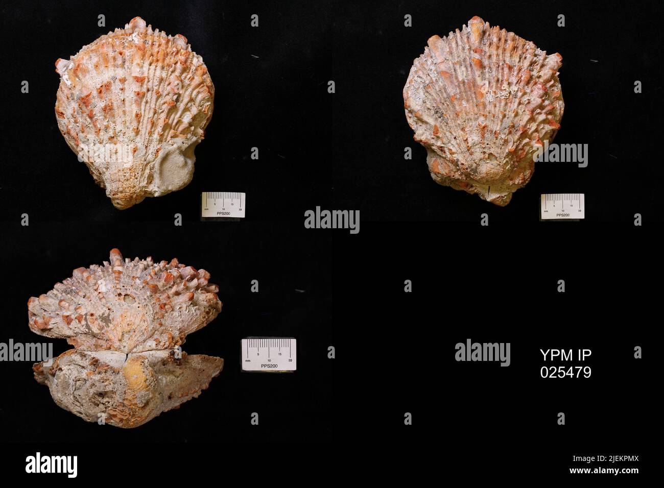 Spondylus sp hi-res stock photography and images - Alamy