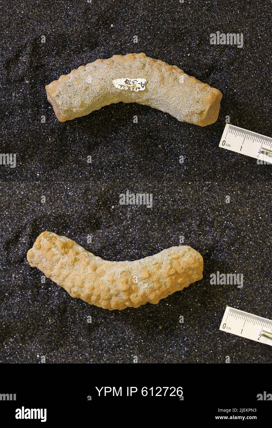 Ophiomorpha nodosa ichnofossil hi-res stock photography and images - Alamy