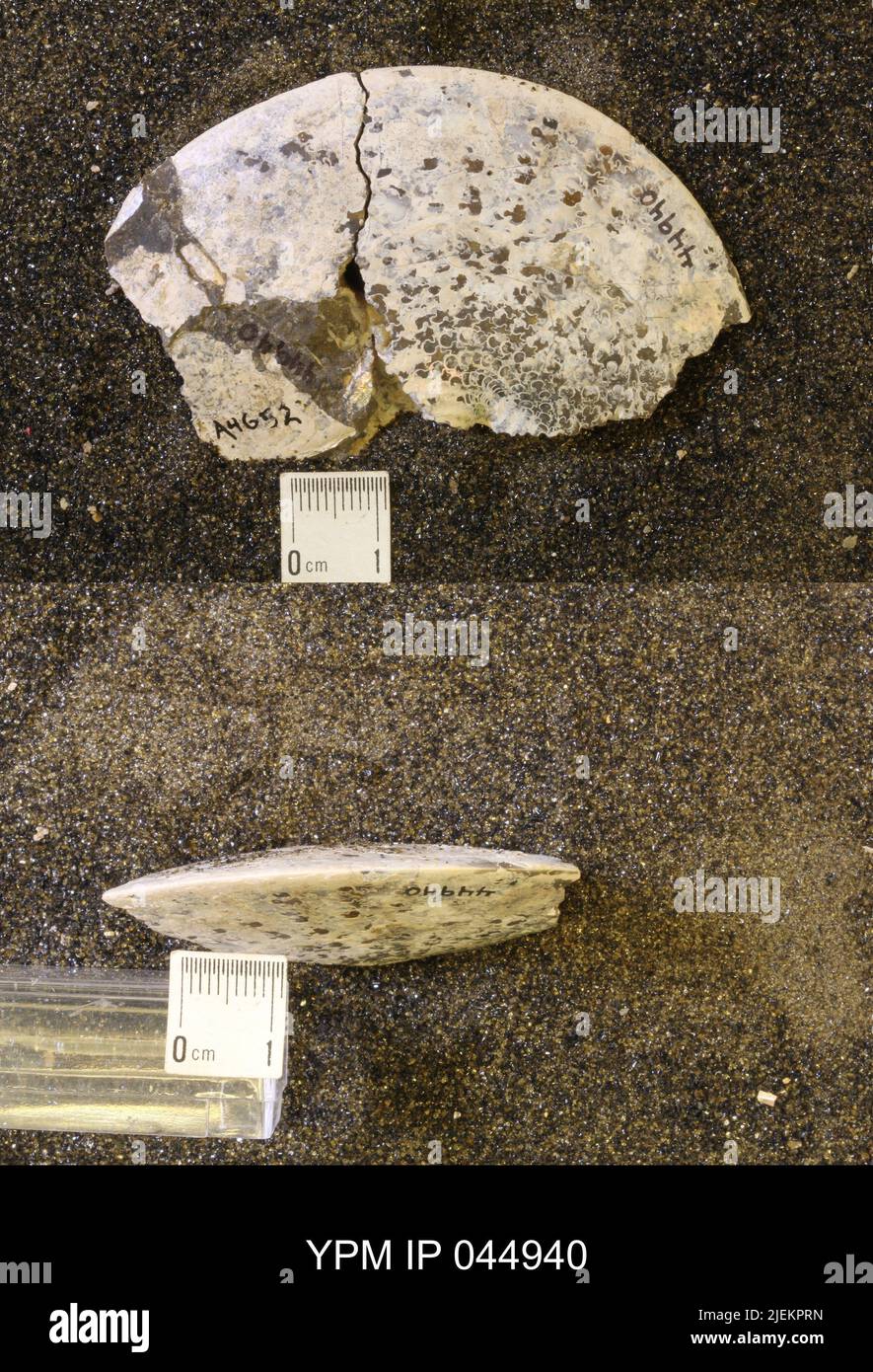 Sphenodiscus lenticularis (Owen Stock Photo - Alamy