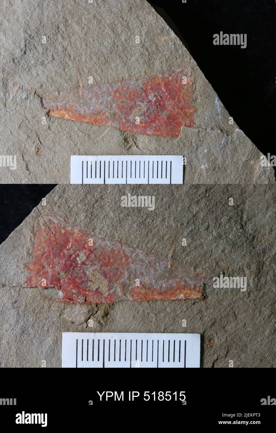 Undet ichnofossil ichnofossil ichnofossils hi-res stock photography and ...