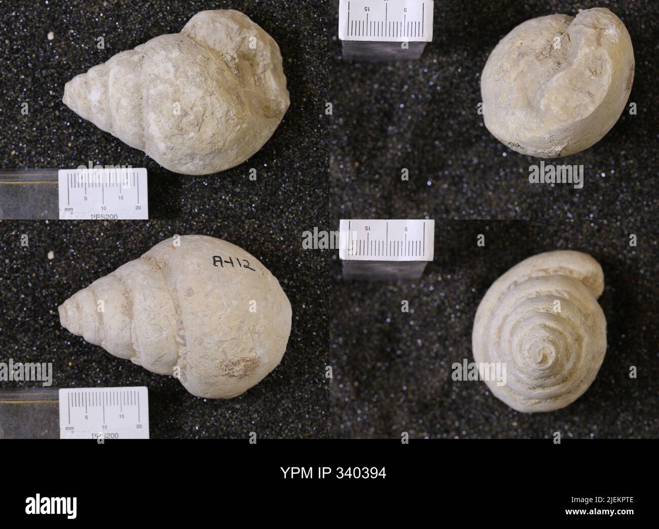 Tylostoma tumidum shumard hi-res stock photography and images - Alamy