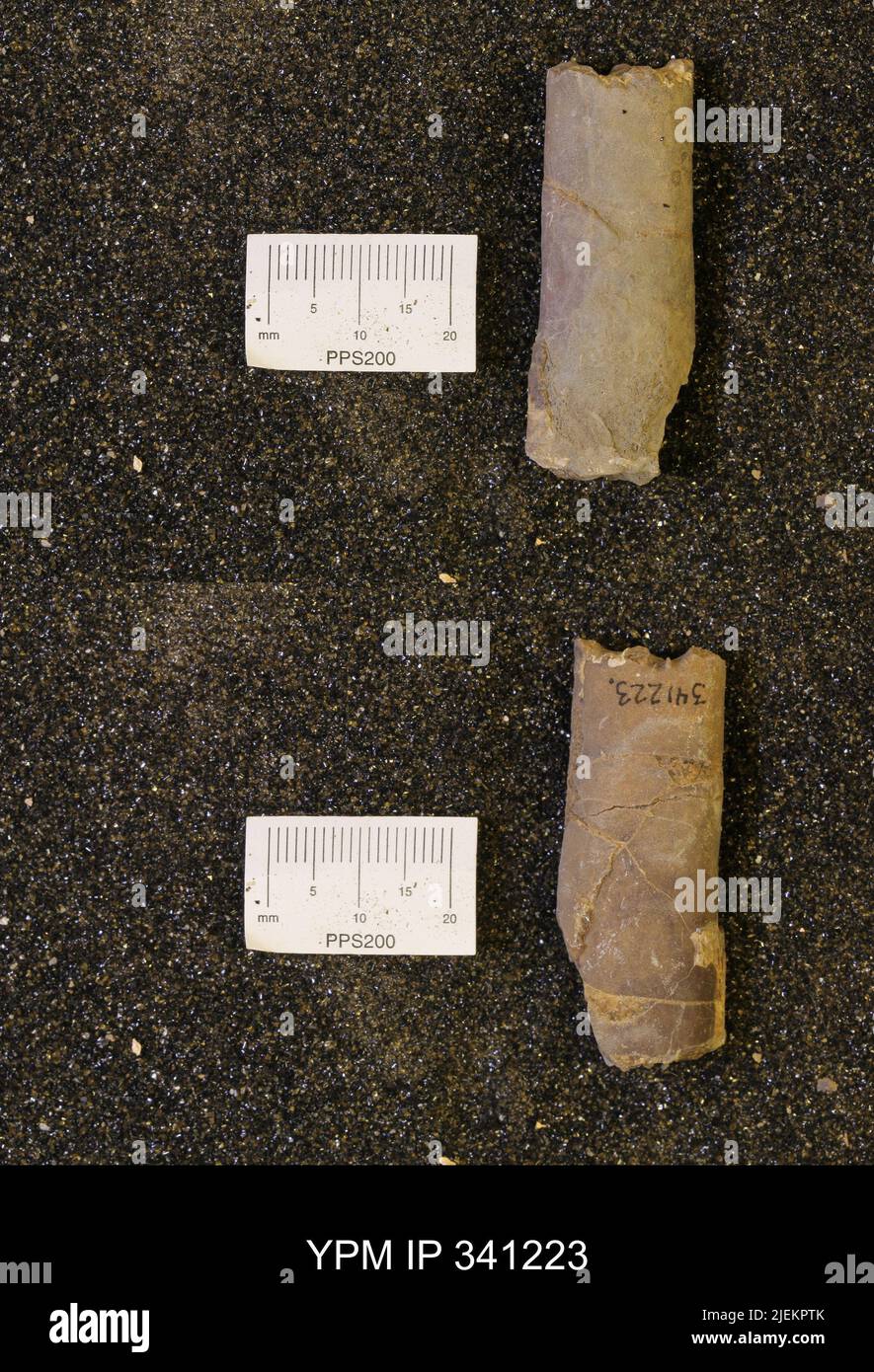 Baculites sp animalia hi-res stock photography and images - Alamy