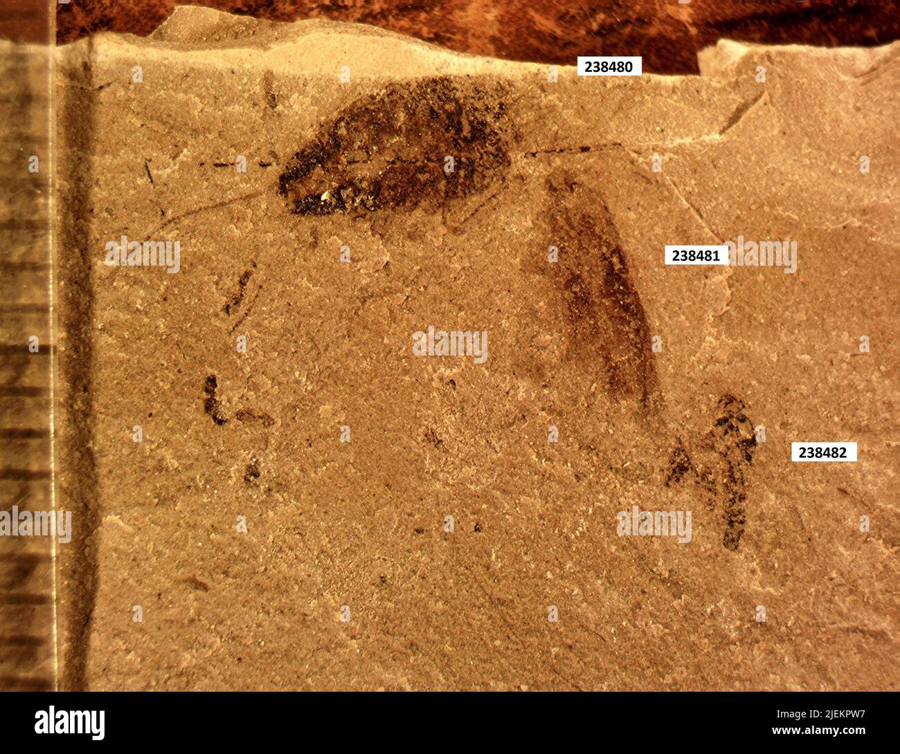 Trichoptera larvae hi-res stock photography and images - Alamy
