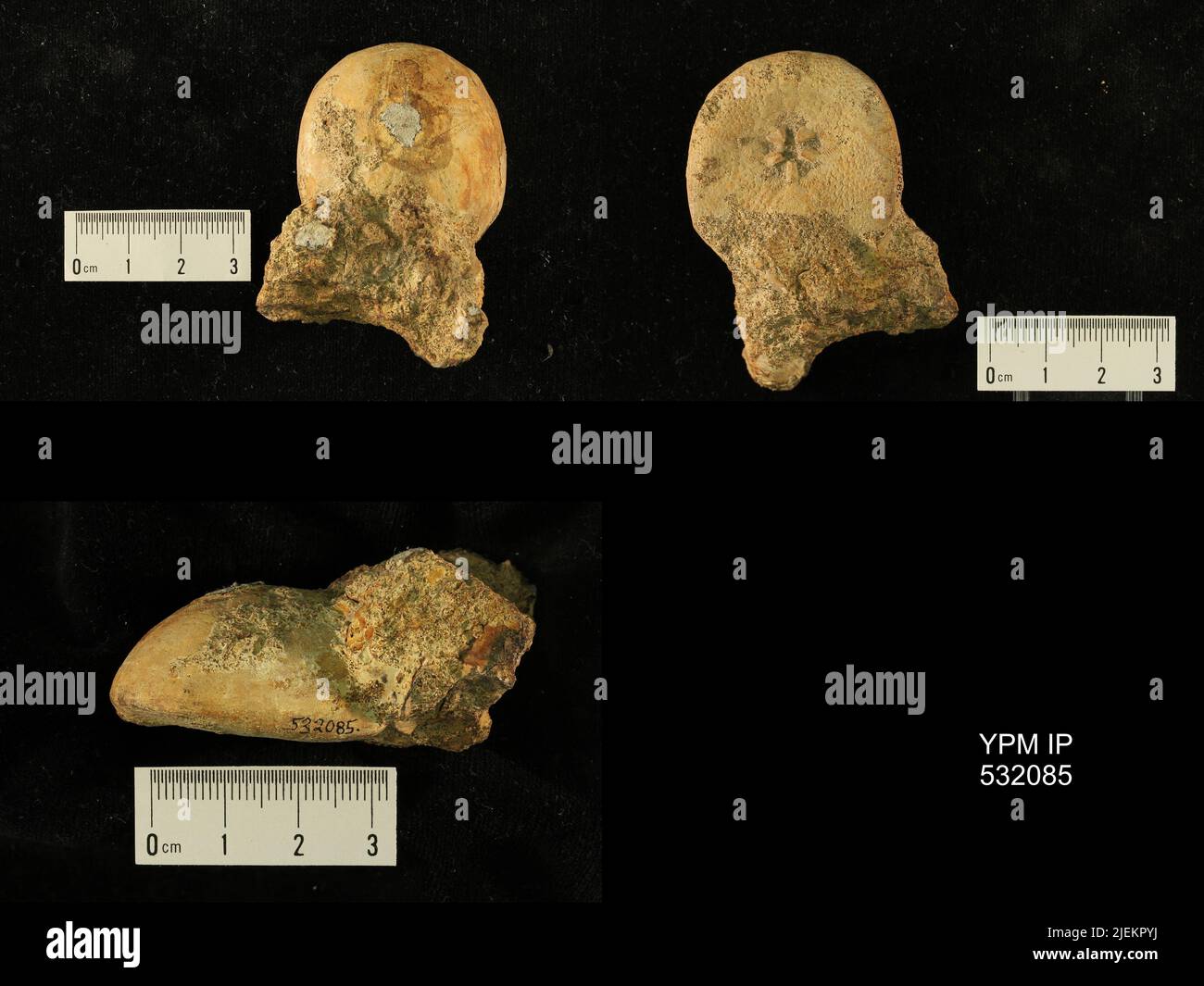 Cassidulus subquadratus Conrad, 1860 Stock Photo - Alamy