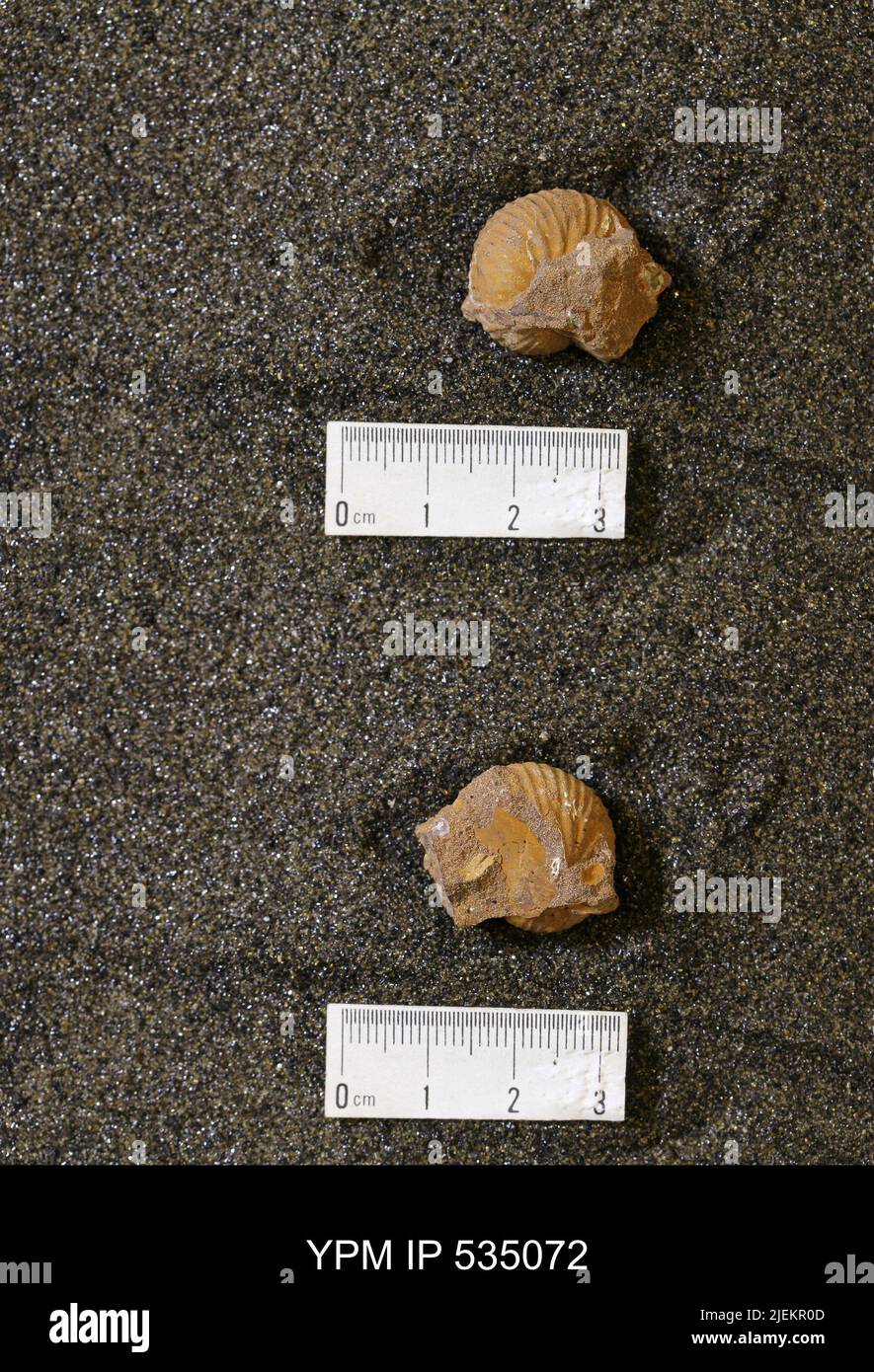 Scaphites hippocrepis dekay animalia hi-res stock photography and ...