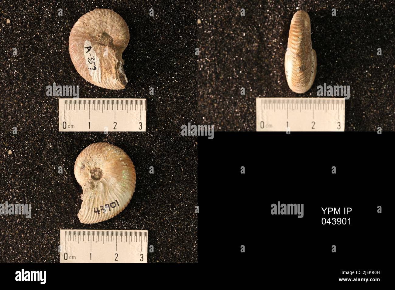 Hoploscaphites nicolletii (Morton Stock Photo - Alamy