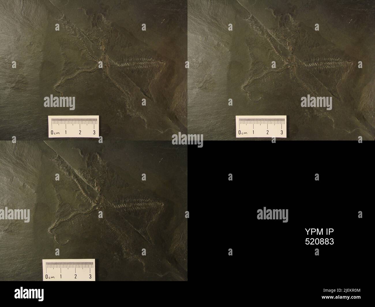 Loriolaster mirabilis Sturtz Stock Photo - Alamy