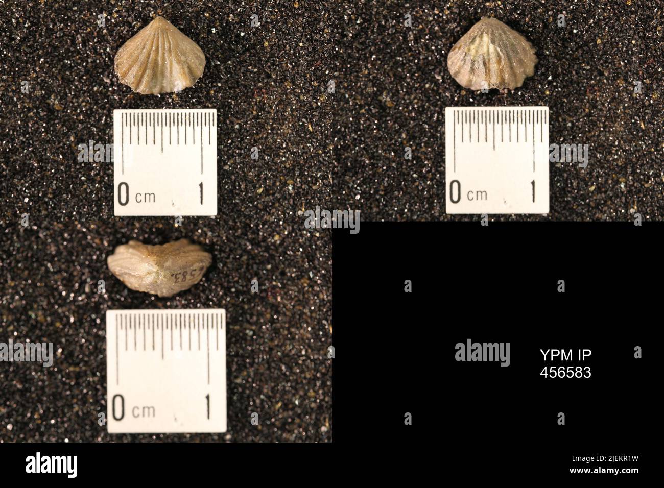 Rhynchonella dentata hall hi-res stock photography and images - Alamy