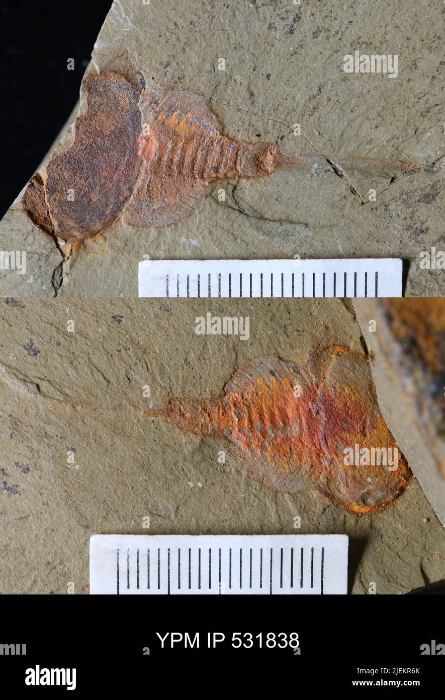 Undet xiphosurida hi-res stock photography and images - Alamy