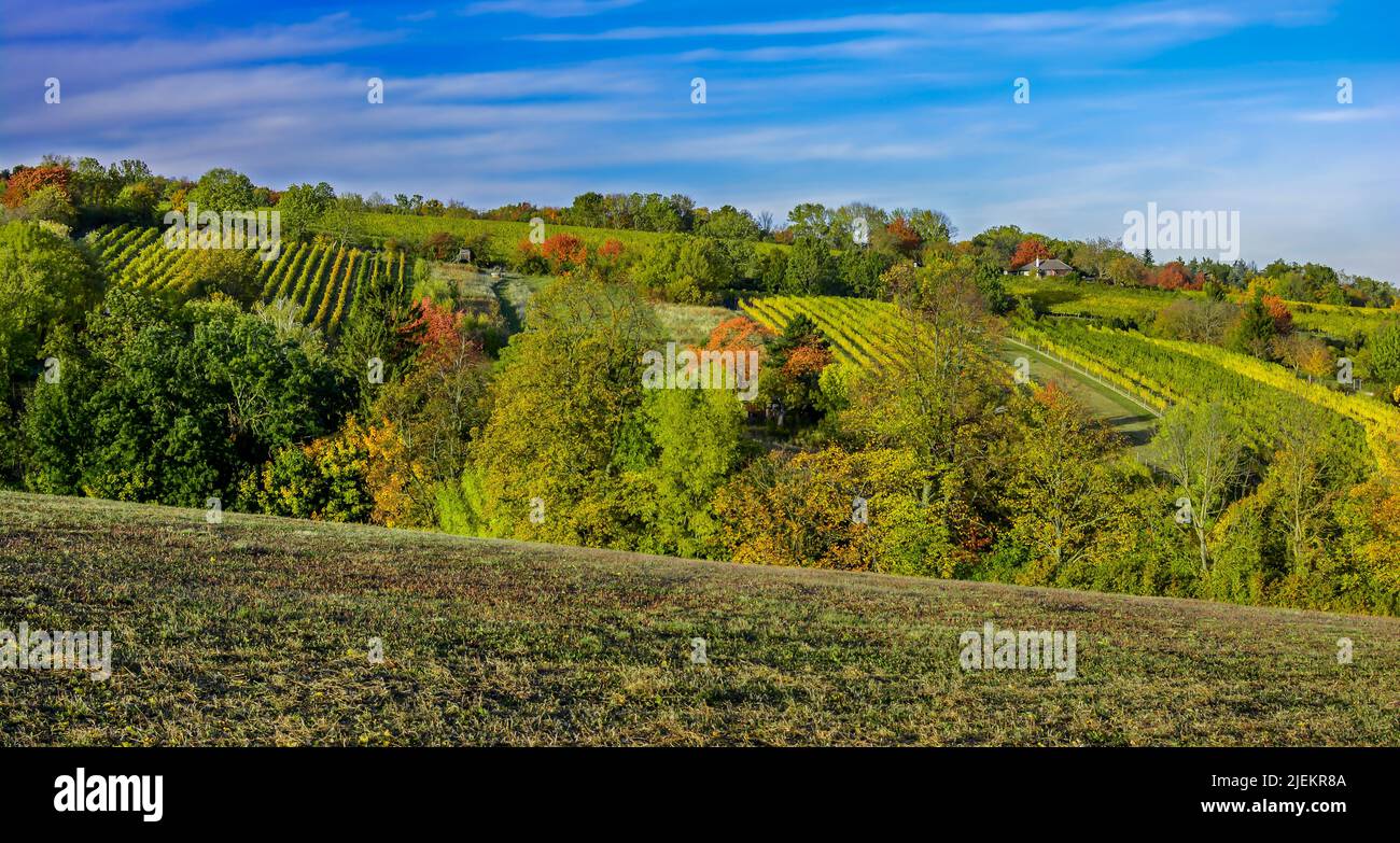 Rural Landscape With Forest And Vineyard In The Outskirts Of The City ...
