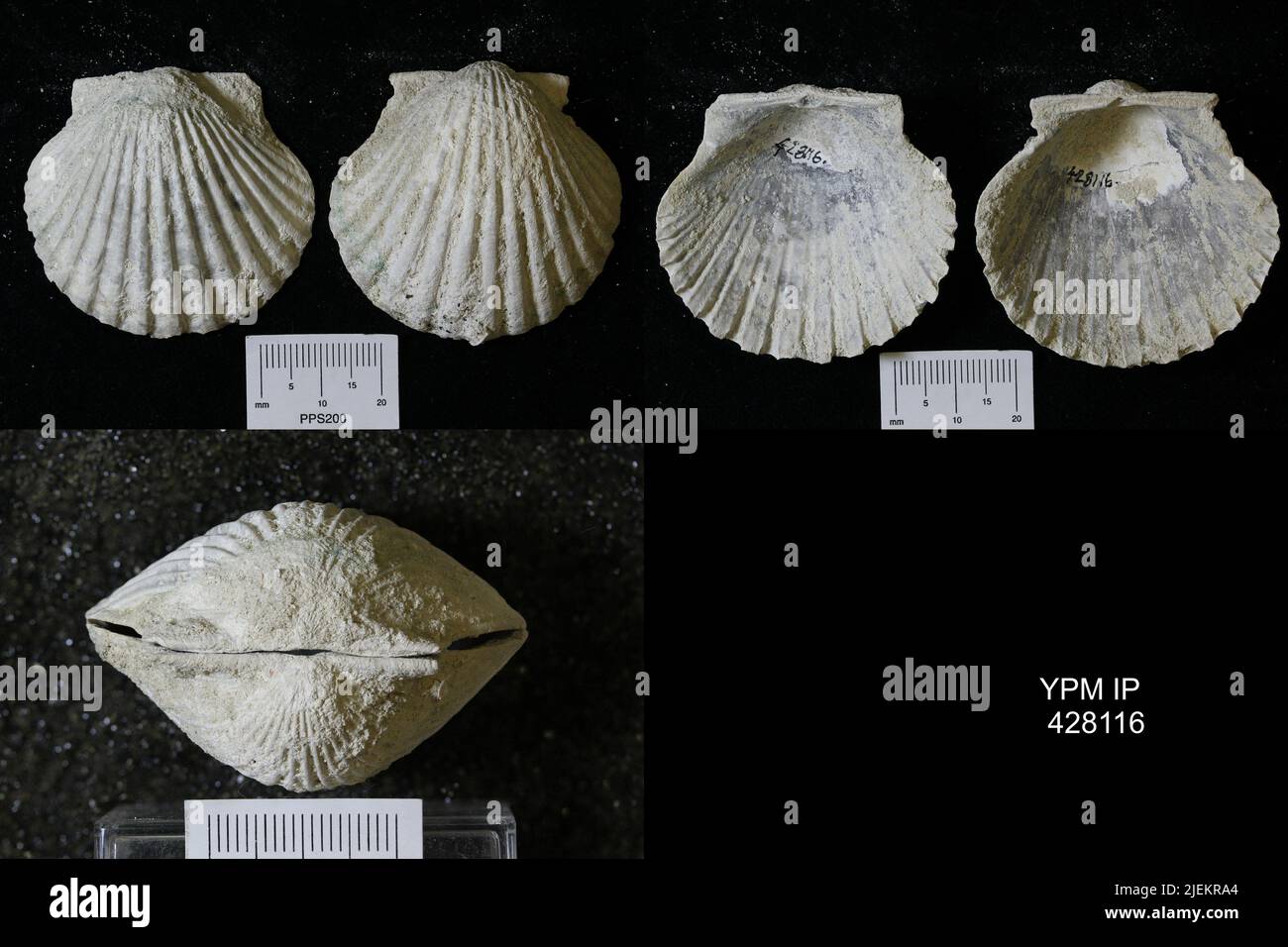 Argopecten hi-res stock photography and images - Alamy